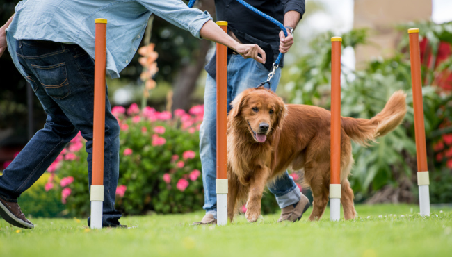 Off-Leash Training, Jefferson City, TN | Sublime K9 Training & Boarding