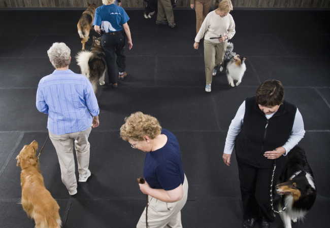 Benefits of Professional Dog Training | Sublime K9 Training & Boarding