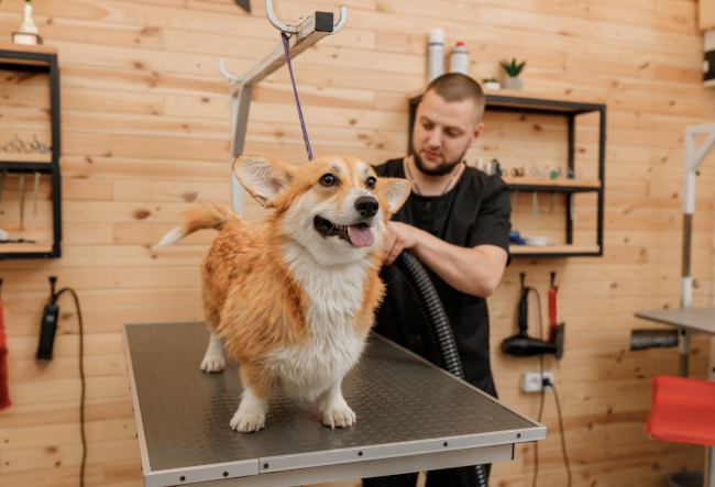 3 Reasons Why Dog Grooming is Important | Sublime K9 Training & Boarding