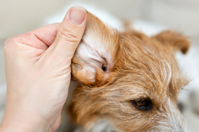 Why Dog Ear Cleaning is the Most Overlooked Part of Grooming | Sublime ...